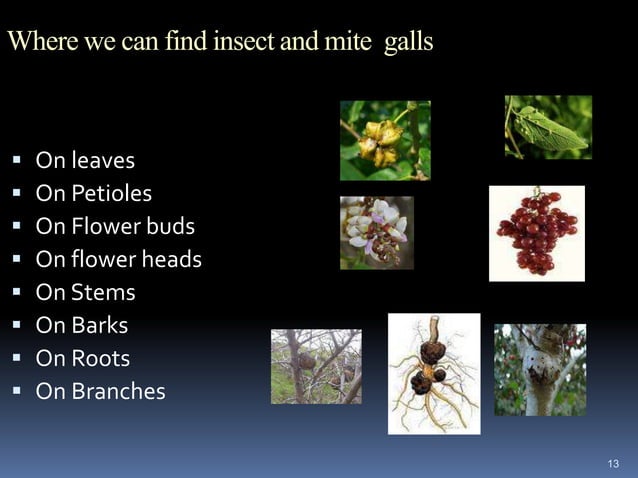 Gall forming insects, mites and their management | PPTX | Birdwatching ...