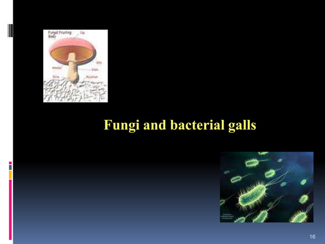 Gall forming insects, mites and their management | PPTX | Birdwatching ...