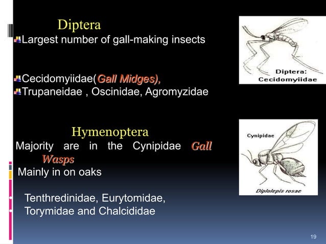 Gall forming insects, mites and their management | PPTX | Birdwatching ...
