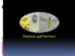 Gall forming insects, mites and their management | PPTX