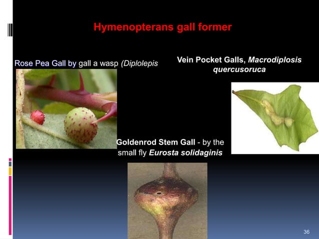 Gall forming insects, mites and their management | PPTX | Birdwatching ...