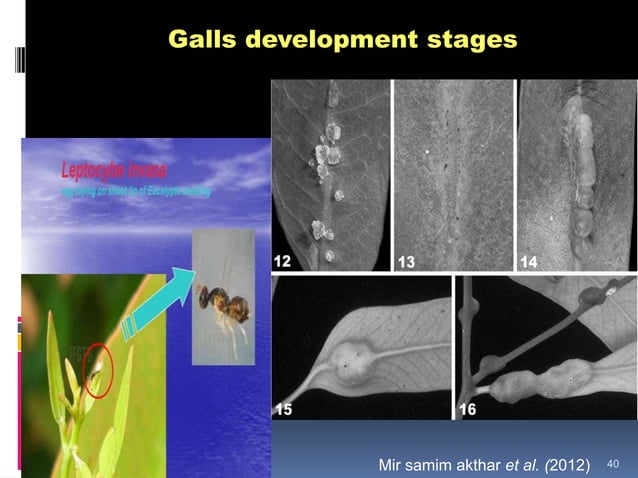 Gall forming insects, mites and their management | PPTX | Birdwatching ...