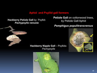 Gall forming insects, mites and their management | PPTX