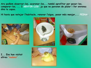 Gallina projecte | PPS