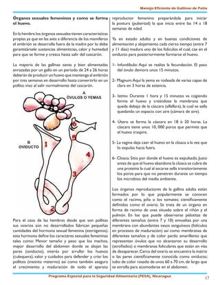 manejo de gallinas criollas de corral.pdf