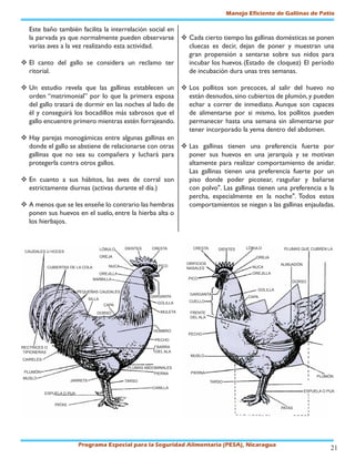 manejo de gallinas criollas de corral.pdf
