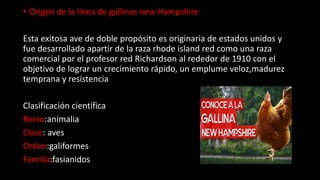 Mejoramiento genético gallinas new hanshire.pptx
