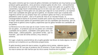 Gallo de pelea | PPTX