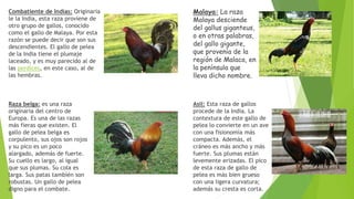 Gallo de pelea | PPTX