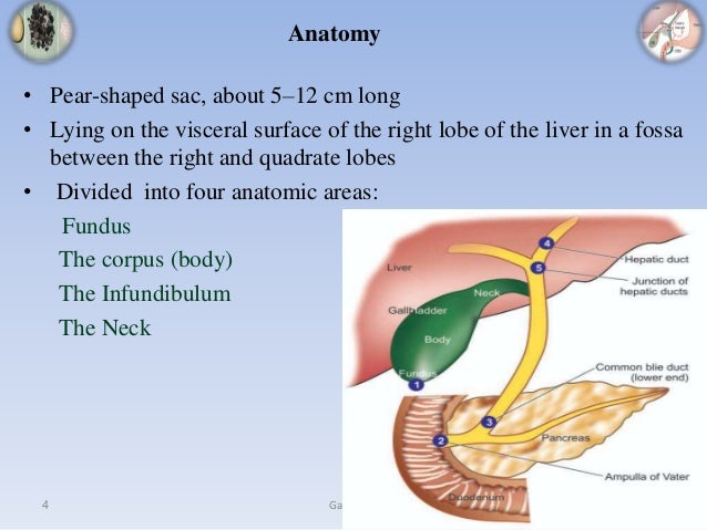 Gallbladder Infundibulum