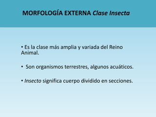 Morfología de Insectos | PPTX