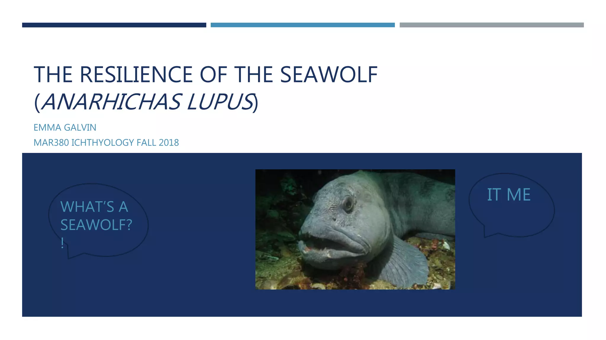 Galvine mar380 f18 assign 3 | PPTX