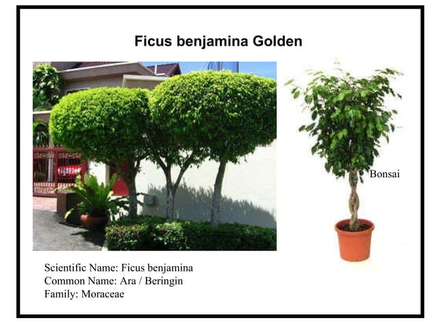 Gambar pokok | PPT