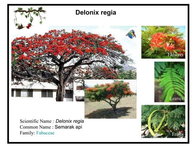 Gambar pokok | PPT