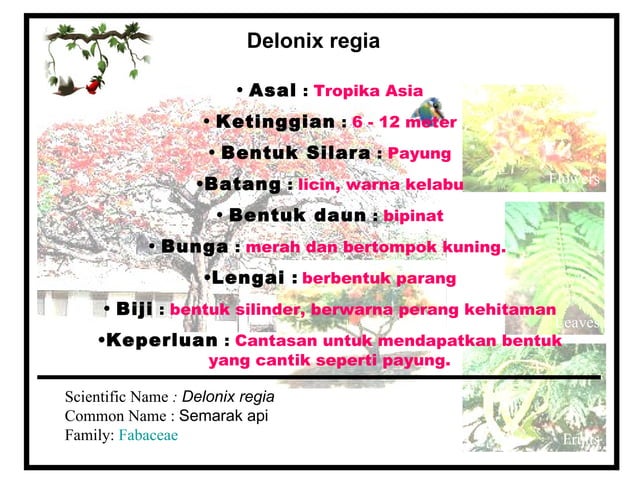 Gambar pokok | PPT