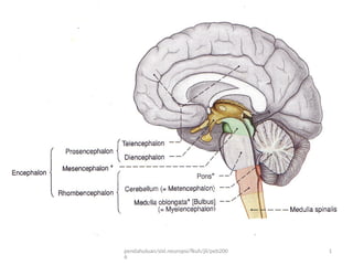 Gambar Anatomi Saraf pada manusia normal | PPT