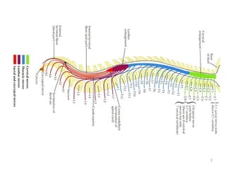 Gambar Anatomi Saraf pada manusia normal | PPT