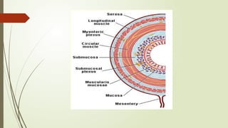 Gambaran Radiologi Megakolon Toksik.pptx
