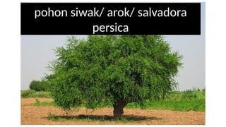 Gambar Asrama Thoharoh dan Penjelasannya.pptx