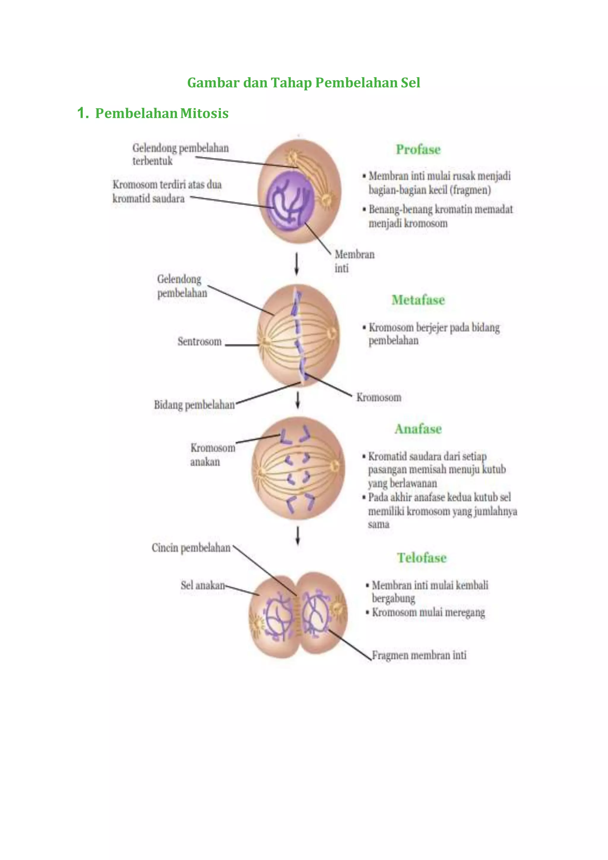 Gambar dan tahap pembelahan sel | DOCX