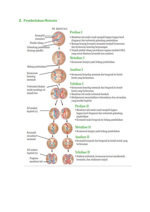 Gambar dan tahap pembelahan sel | DOCX