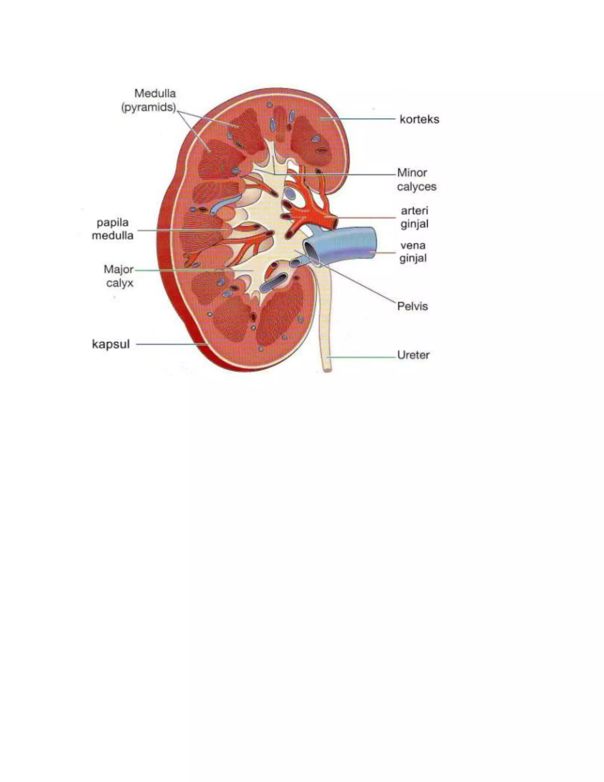 Gambar ginjal | DOCX