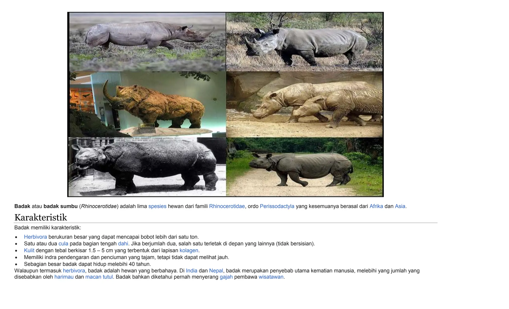 Gambar Komodo Di Indonesia Comodo Di Indo Docx