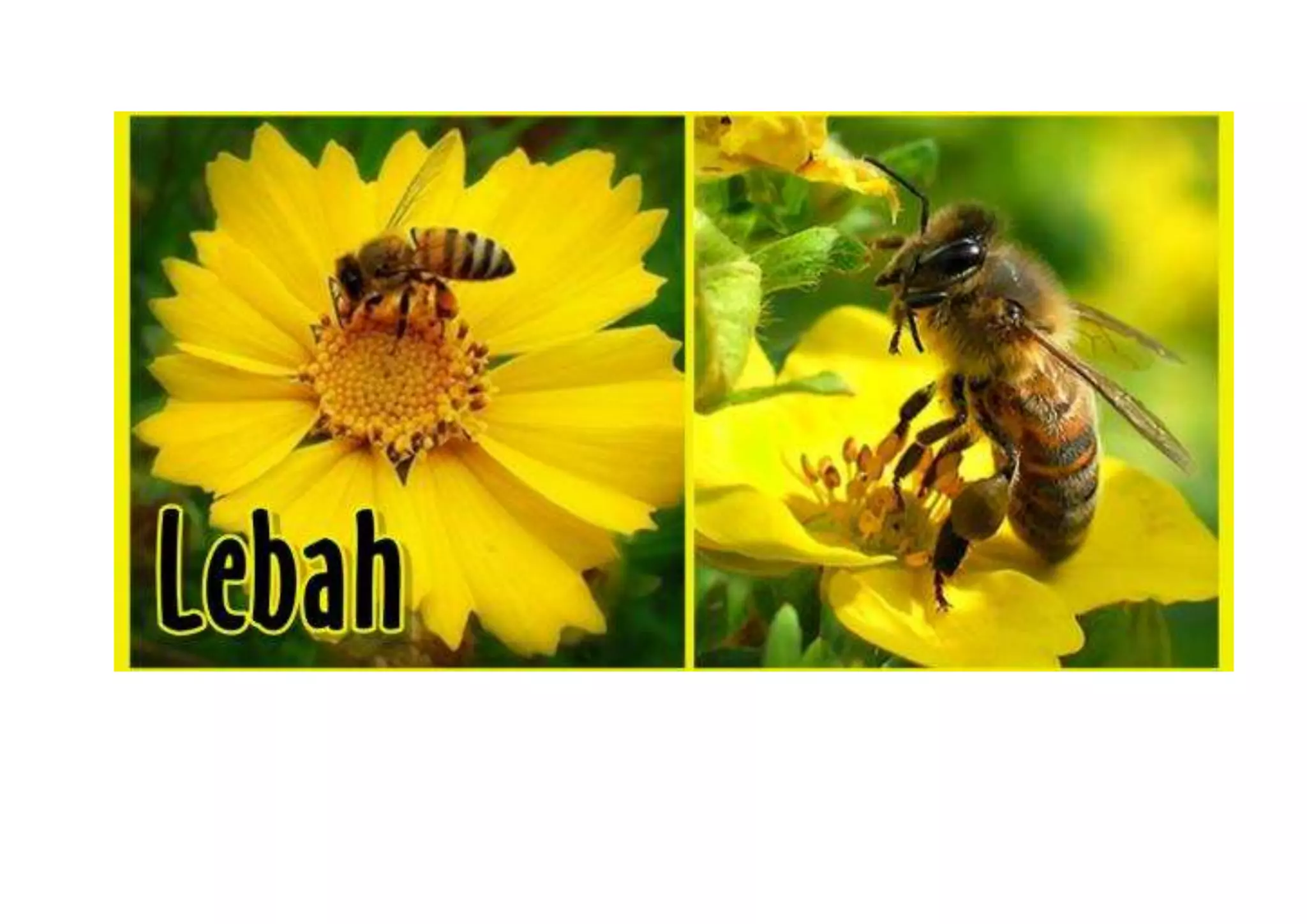 Gambar lebah | DOCX