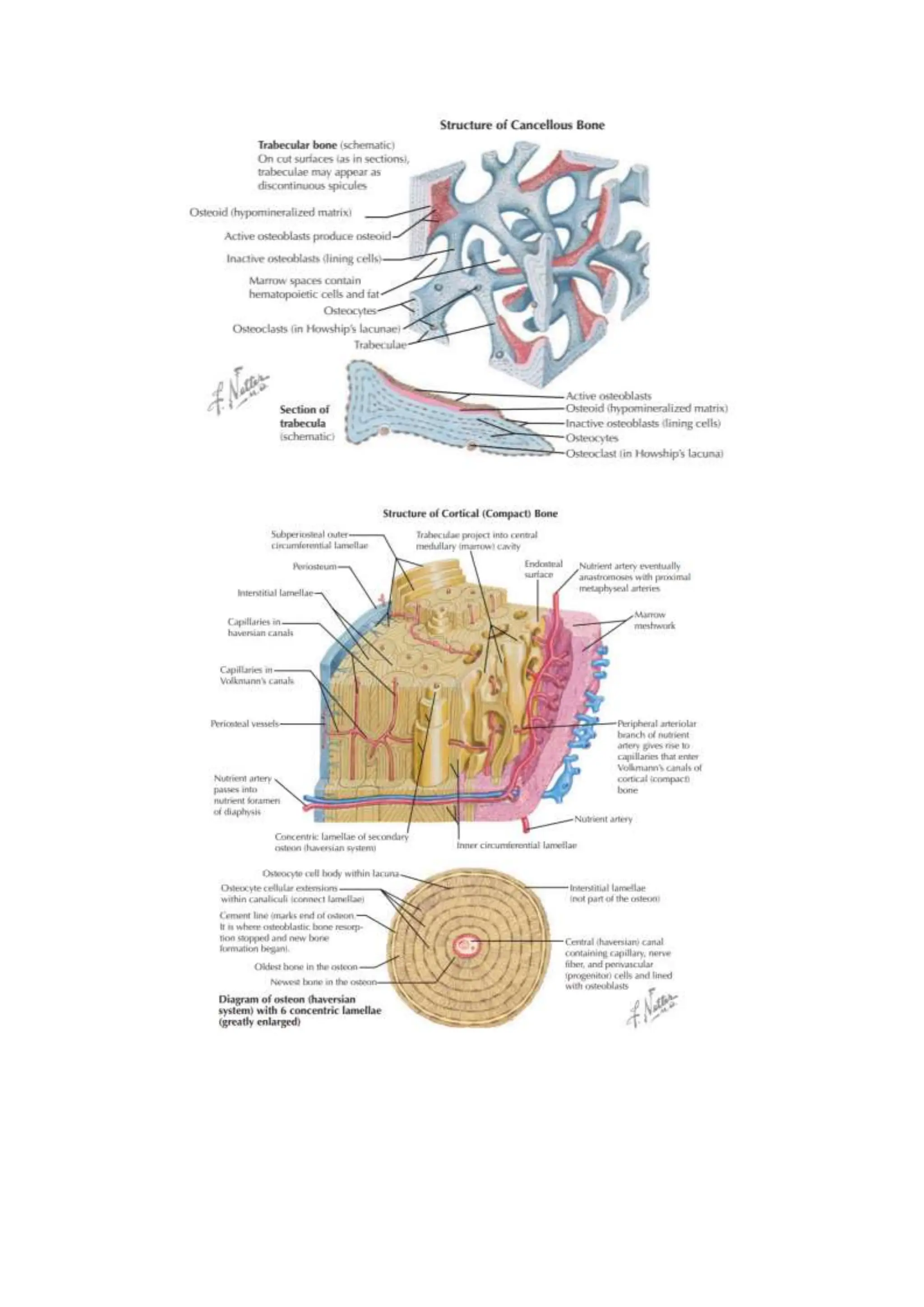 Beberapa Gambar Netter Anatomy Orthopedi | DOCX