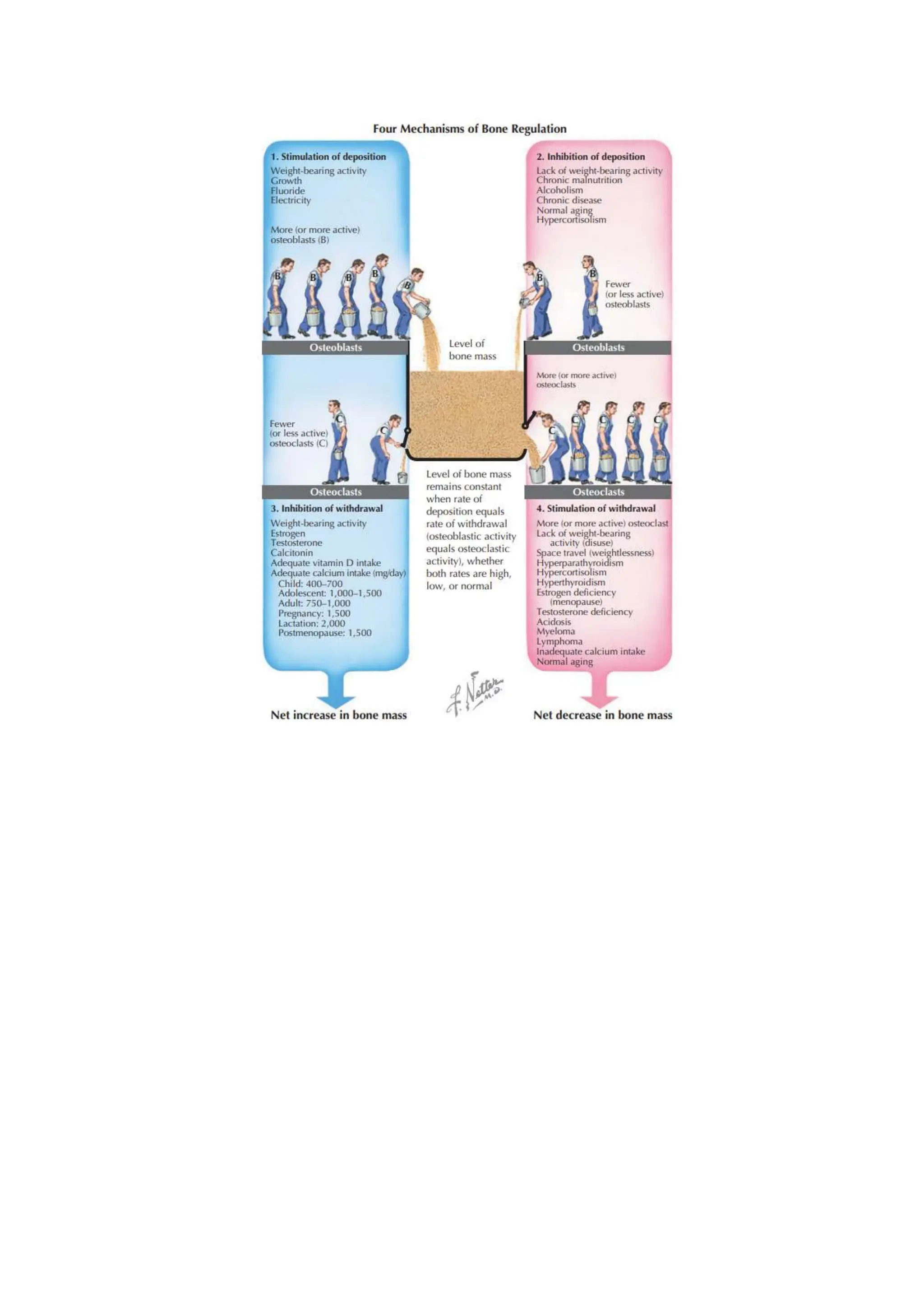 Beberapa Gambar Netter Anatomy Orthopedi | DOCX