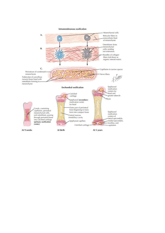 Beberapa Gambar Netter Anatomy Orthopedi | DOCX