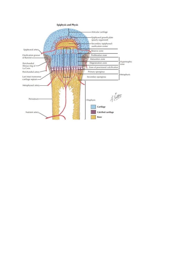 Beberapa Gambar Netter Anatomy Orthopedi | DOCX