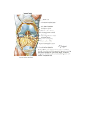 Beberapa Gambar Netter Anatomy Orthopedi | DOCX