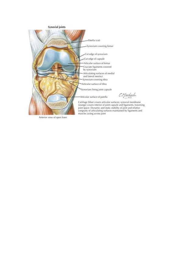 Beberapa Gambar Netter Anatomy Orthopedi | DOCX