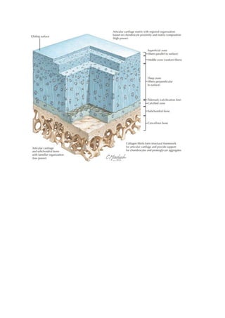 Beberapa Gambar Netter Anatomy Orthopedi | DOCX
