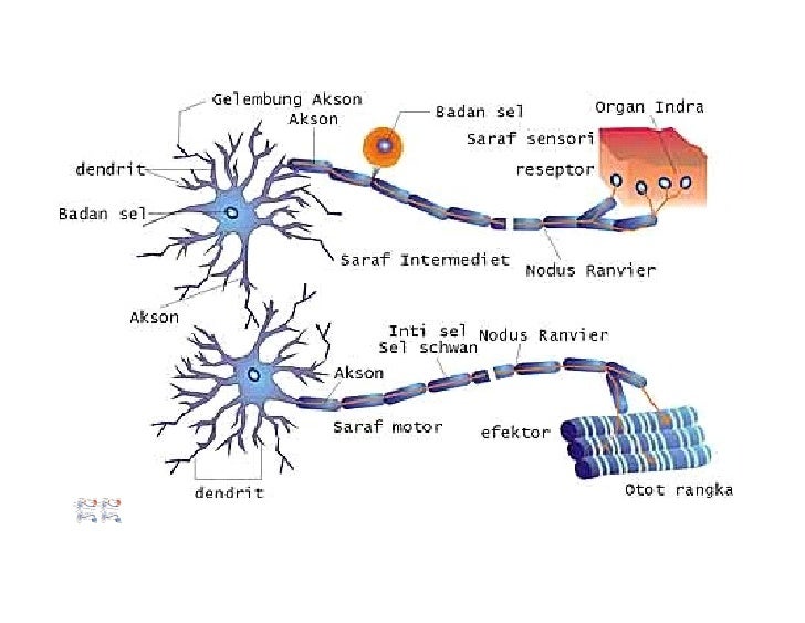 Gambar neuron