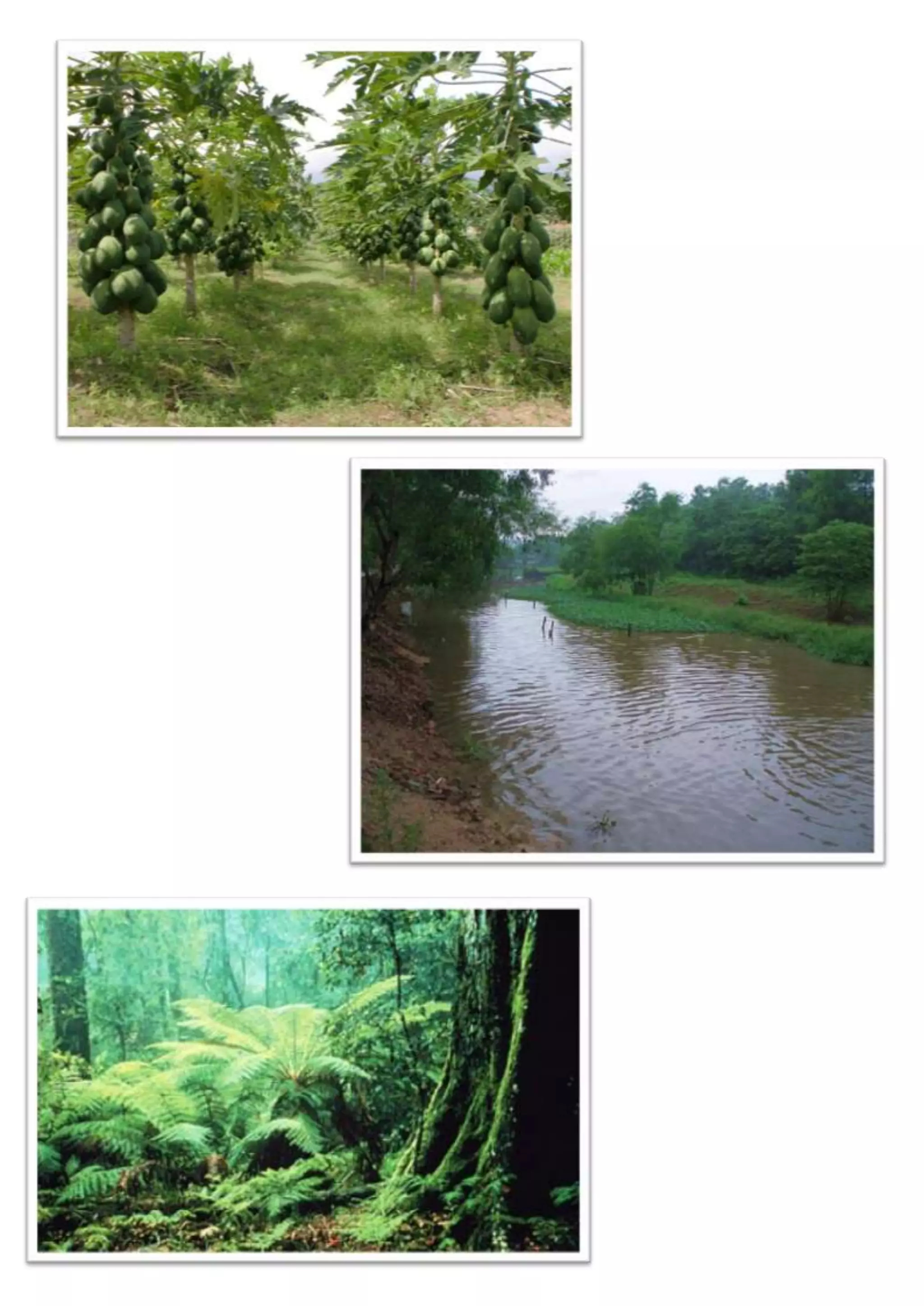 Gambar rantai makanan | DOCX