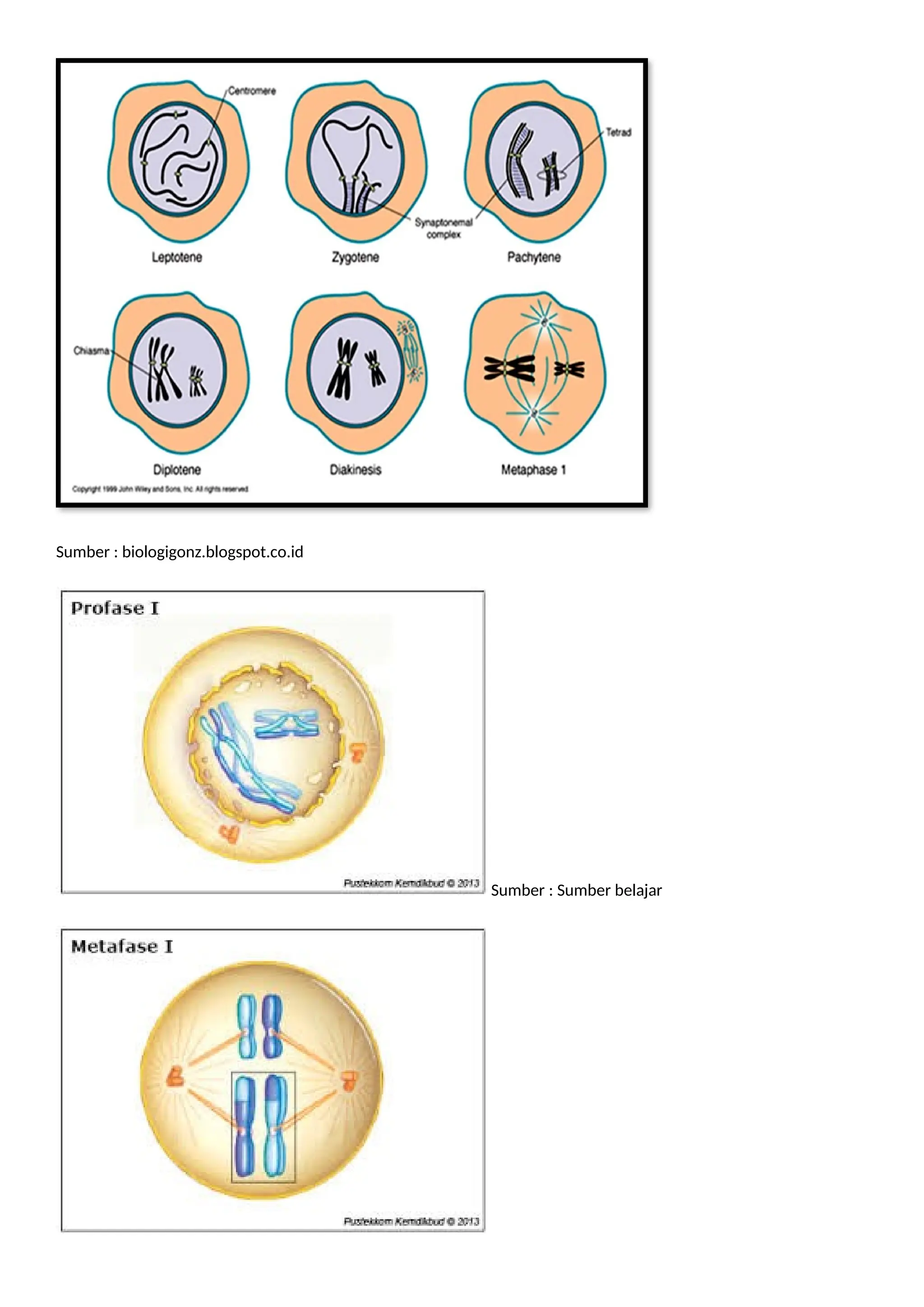 Gambar Siklus Sel pada hewan dan tumbuhan | PDF