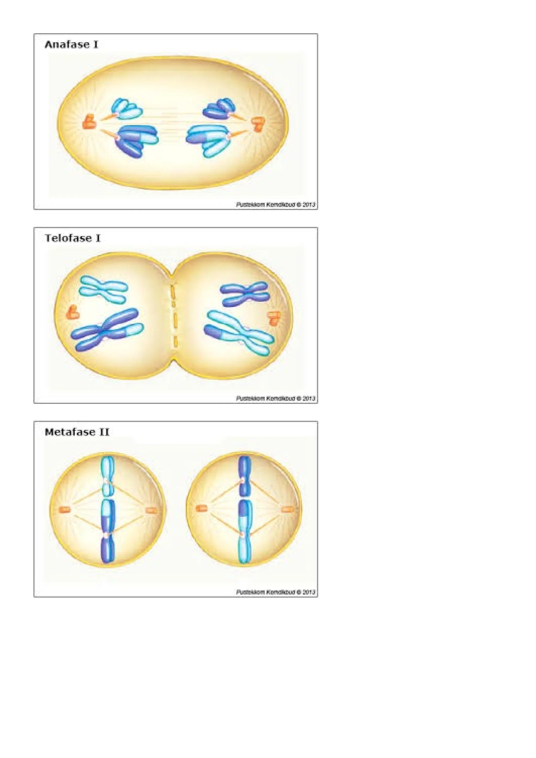 Gambar Siklus Sel pada hewan dan tumbuhan | PDF