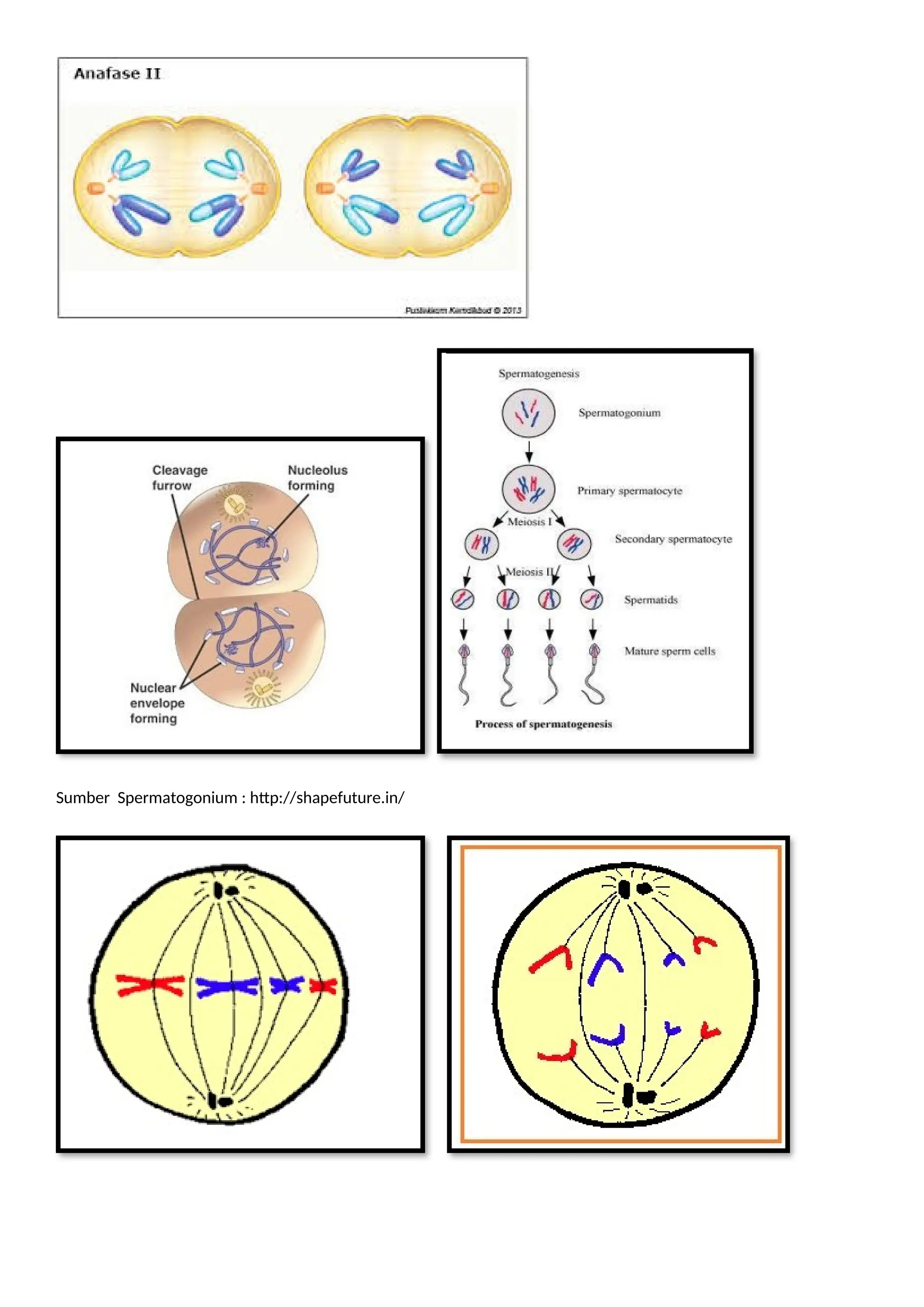Gambar Siklus Sel pada hewan dan tumbuhan | PDF
