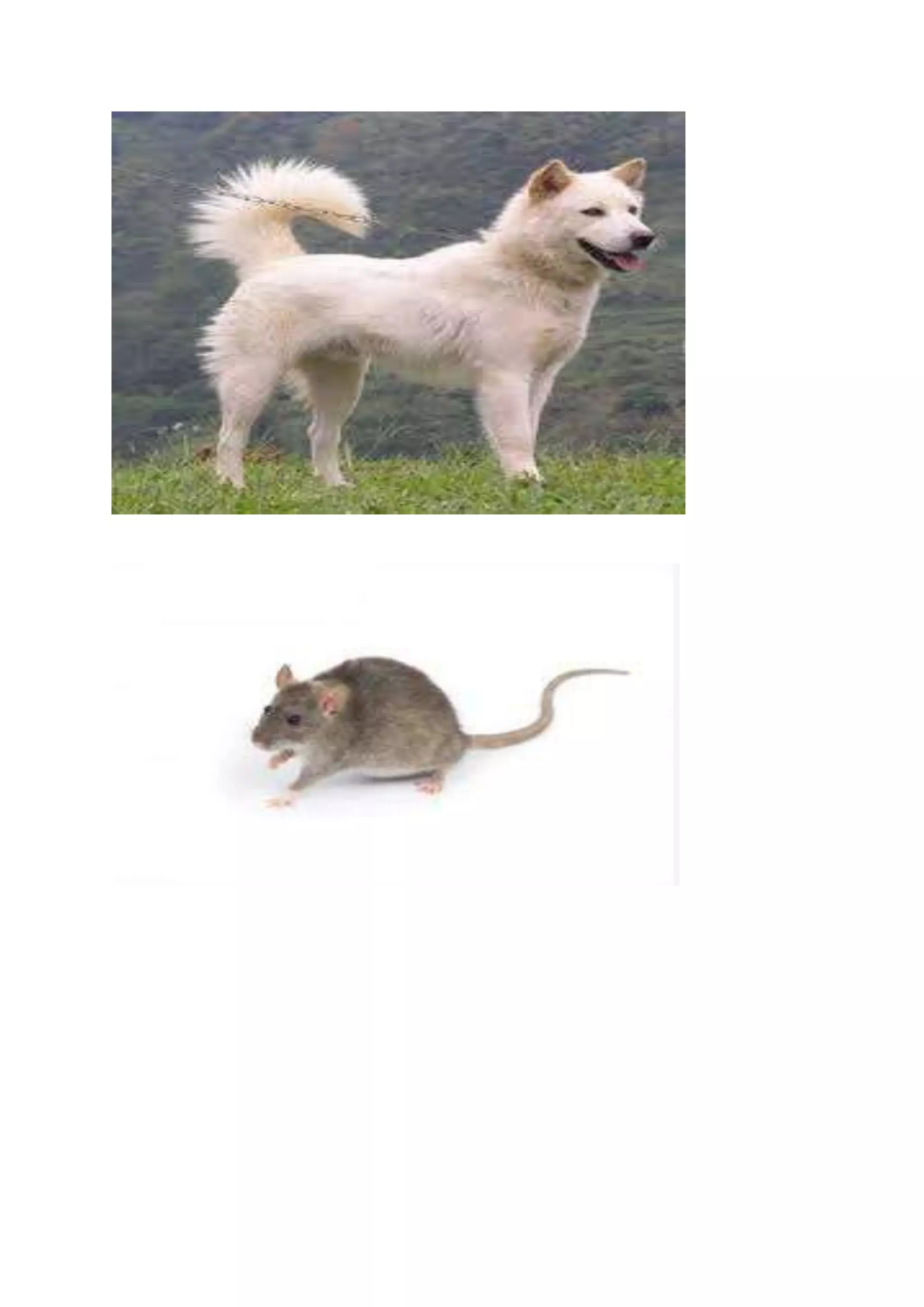 Gambar story board speaking | DOCX