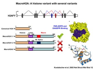 Session 5.2: Gamble | PPT