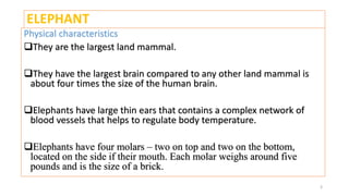 ELEPHANTS | PPTX