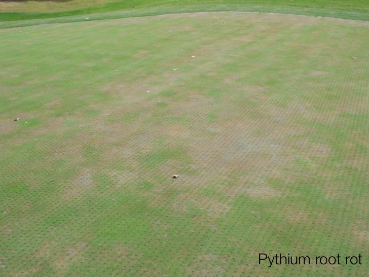 Creeping Bentgrass Putting Greens Whats The Game Plan For 2011