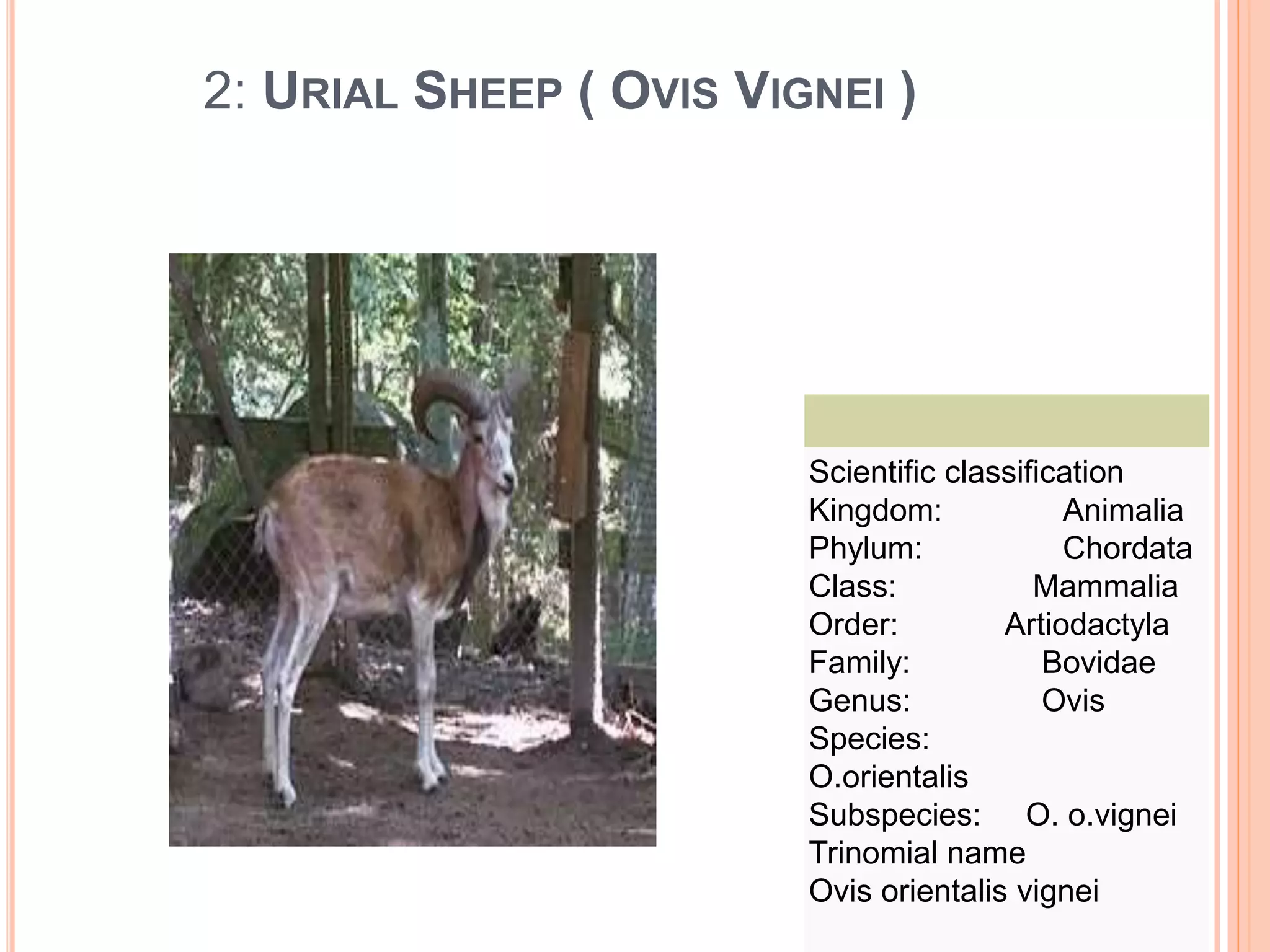 Games animals of pakistan Shared By Abdul Qahar | PPTX