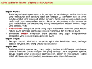 Gamet dan Fertilisasi | PPT
