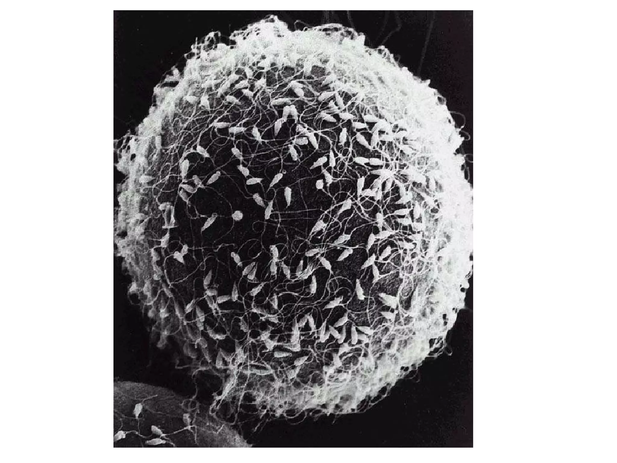 Gamete Devloment | PPT