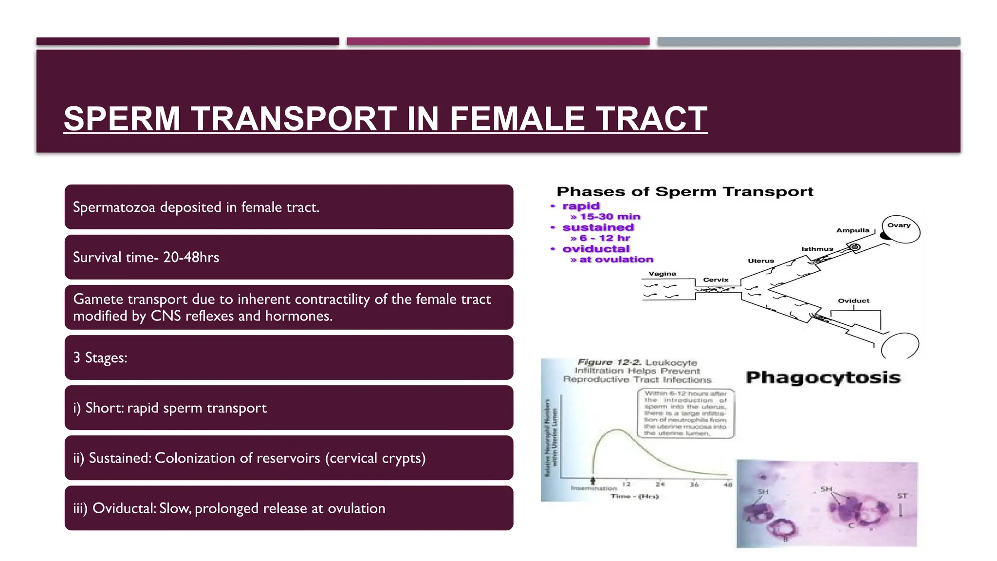 Understanding Gamete Transport: Key Mechanisms and Challenges in ...
