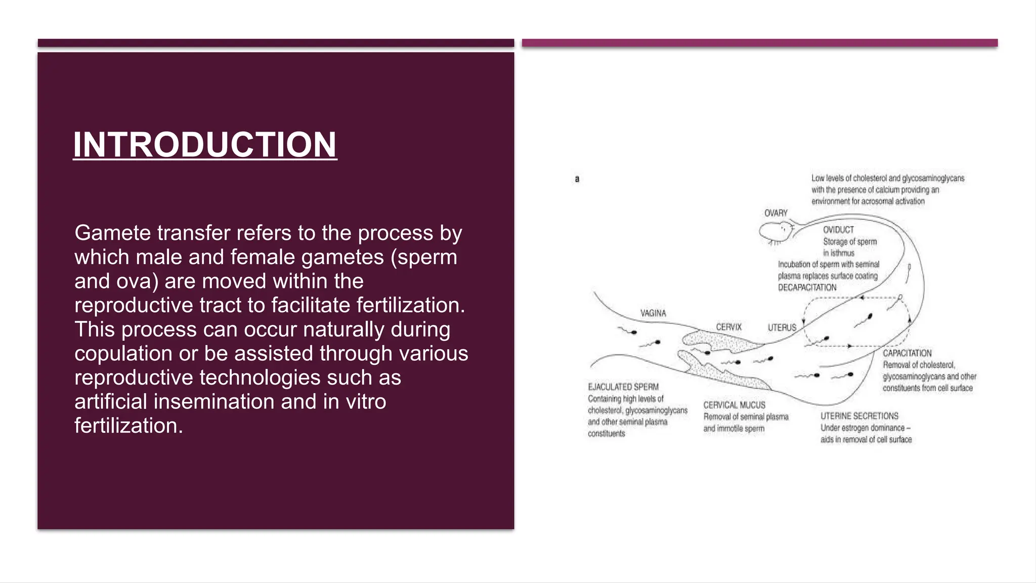Understanding Gamete Transport: Key Mechanisms and Challenges in ...