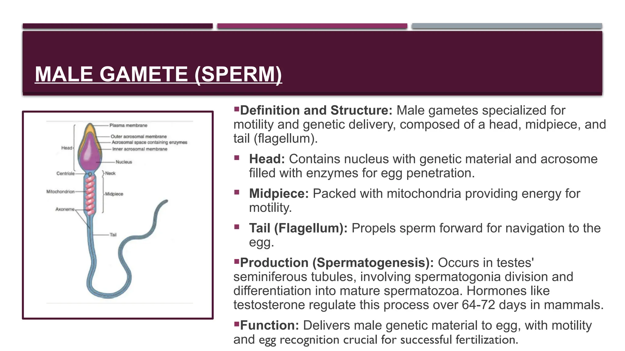 Understanding Gamete Transport: Key Mechanisms and Challenges in ...
